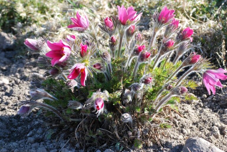 Harilik karukell ’Rote Glöcke’ Pulsatilla vulgaris – Valgeanso Talu
